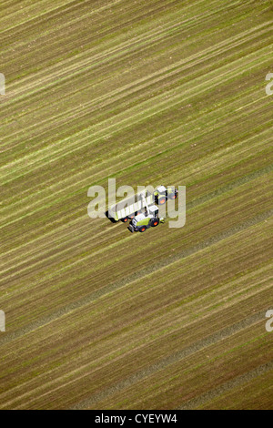 Aerial view of combine harvester harvesting large ripe wheat field ...