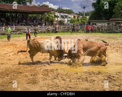 Nov. 3, 2012 - Hat Yai, Songkhla, Thailand - A Thai bull owner prepares ...