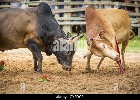 Nov. 3, 2012 - Hat Yai, Songkhla, Thailand - A Thai bull owner prepares ...
