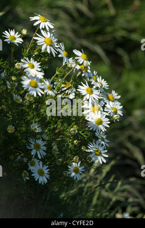 Sea Mayweed Tripleurospermum maritimum Stock Photo - Alamy