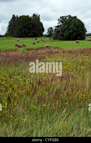 Latvian rural landscape with agricultural fields, forests and roads at ...
