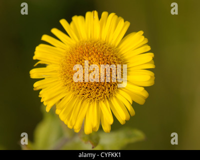 Yellow, common fleabane or meadow false fleabane (Pulicaria dysenterica ...