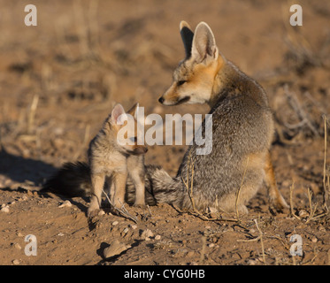cape fox with baby at den Stock Photo - Alamy
