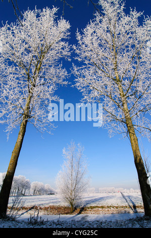 Winter landscape of frosted trees against a blue sky at dawn Stock ...