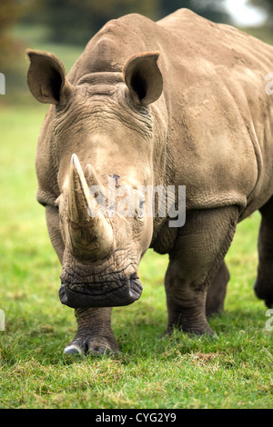 White rhino charging Stock Photo - Alamy