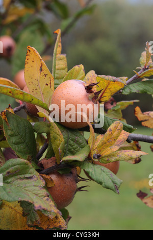 Detail of the fruits of the medlar tree (Eriobotrya japonica) in spring ...