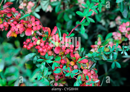 berberis x stenophylla corralina compacta agm red berry berries fruits ...
