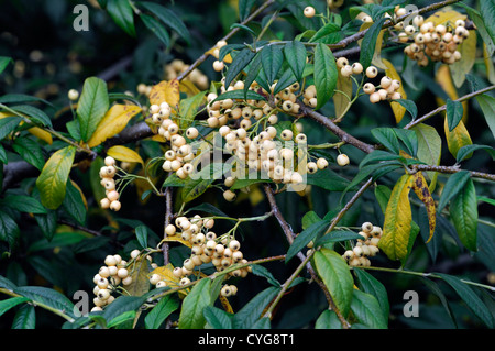 cotoneaster frigidus exburiensis pale yellow berry berries autumn ...