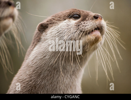 Otter close up Stock Photo - Alamy