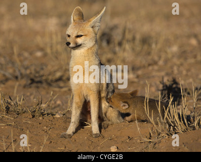 cape fox with baby suckling Stock Photo - Alamy