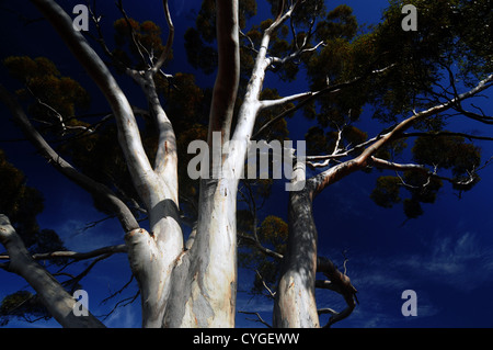 Salmon gum trees (Eucalyptus Salmonophloia) in an Australian bush Stock ...
