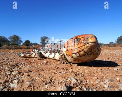 SHINGLEBACK SKINK (TILIQUA RUGOSA) GOLDFIELDS, WESTERN AUSTRALIA Stock ...