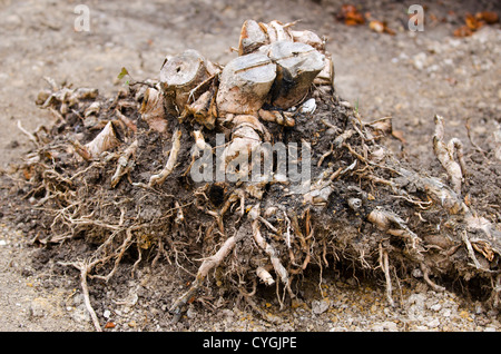 Dead tree trunks with roots in with mountain peaks in the background ...