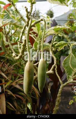 Brugmansia snowbank seed pods - Angel Trumpet Stock Photo - Alamy