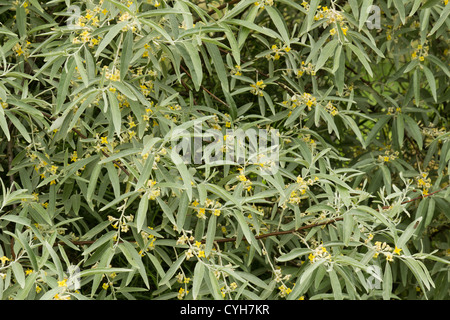 Elaeagnus angustifolia, or silver berry, oleaster, Russian olive, or ...