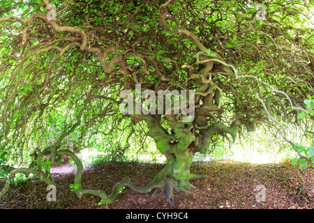 Dwarf Beech (Fagus sylvatica Tortuosa Group) Alley in Bad Nenndorf ...