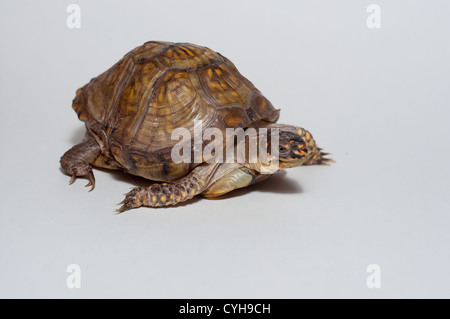 Small turtle with white background Stock Photo - Alamy