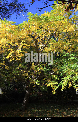 Japanese Walnut Tree Stock Photo - Alamy
