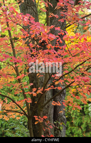 Acer rubrum L Acer rubrum L Stock Photo - Alamy