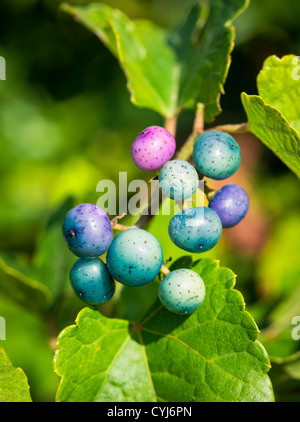Porcelain berry vine, ampelopsis brevipedunculata, a garden beauty and ...