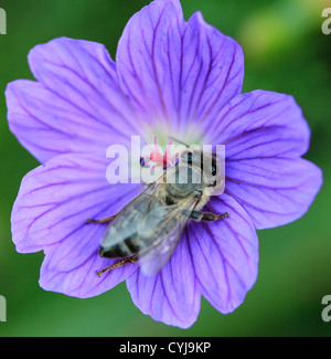 A purple wild Geranium, Geranium Incanum, in Kirstenbosch Gardens ...