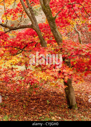 Acer tree and leaves, common name Maple, in full Autumn colour in ...