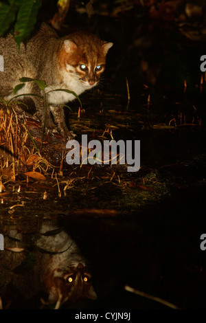 Flat-headed Cat (Prionailurus planiceps) Sabah, Borneo, Malaysia Stock ...