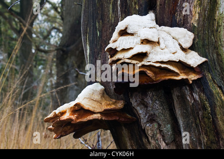 Mushroom on a dead timber with forest background in its environment and ...