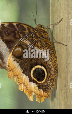Owl-eye butterfly (Caligo), Green Hills Butterfly Farm, Belize Stock ...