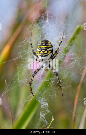 Wasp Spider; Argiope bruennichi; Cornwall; UK Stock Photo - Alamy