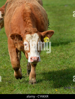 Simmental Cattle, Cornwall Park Farm, Auckland New Zealand Stock Photo ...