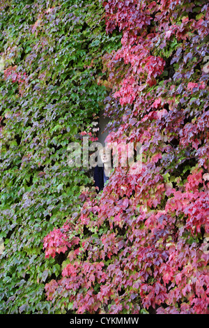 VIRGINIA CREEPER AT ST JOHNS COLLEGE CAMBRIDGE Stock Photo - Alamy