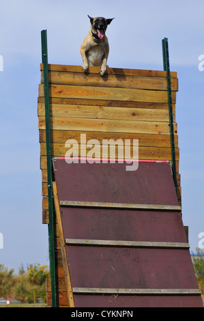 Belgian Malinois at climbing wall Stock Photo - Alamy