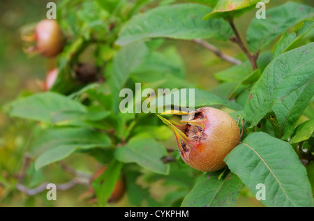 Mispel am Baum - common medlar on tree 02 Stock Photo - Alamy
