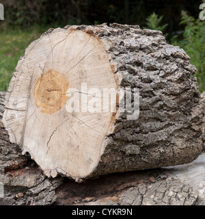 Cross section of Ash tree Stock Photo - Alamy