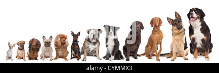 Group of twelve dogs sitting in front of a white background Stock Photo ...