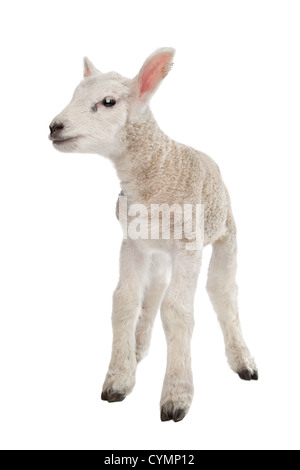 Lamb in front of a white background Stock Photo - Alamy