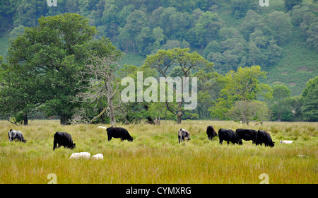 Flock of sheep and herd of cattle in same pasture, Cumbria, UK Stock ...