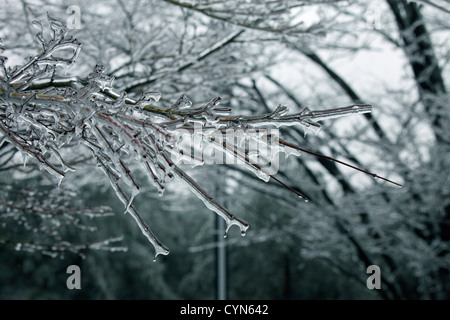 Glaze ice on a tree Yamanashi Japan Stock Photo - Alamy