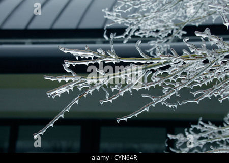 Glaze ice on a tree Yamanashi Japan Stock Photo - Alamy
