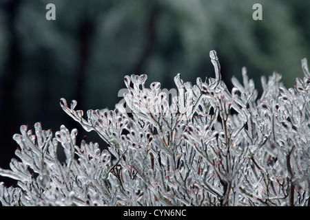 Glaze ice on a tree Yamanashi Japan Stock Photo - Alamy