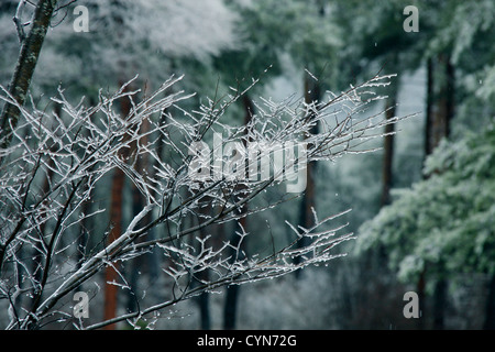 Glaze ice on a tree Yamanashi Japan Stock Photo - Alamy
