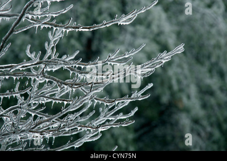 Glaze ice on a tree Yamanashi Japan Stock Photo - Alamy