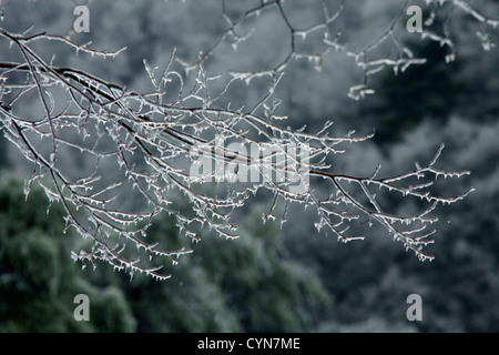 Glaze ice on a tree Yamanashi Japan Stock Photo - Alamy