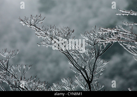 Glaze ice on a tree Yamanashi Japan Stock Photo - Alamy