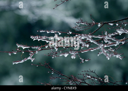 Glaze ice on a tree Yamanashi Japan Stock Photo - Alamy
