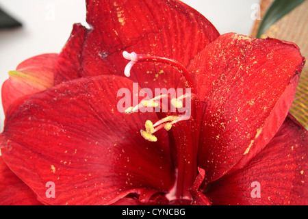 Hippeastrum intiflorum, Voluptuous , Amaryllis close up Stock Photo - Alamy