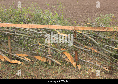 Traditional Yorkshire Style Hedging at the 34th National Hedgelaying ...