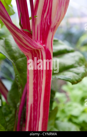 Swiss Chard, silverbeet, perpetual spinach, spinach beet, crab beet ...