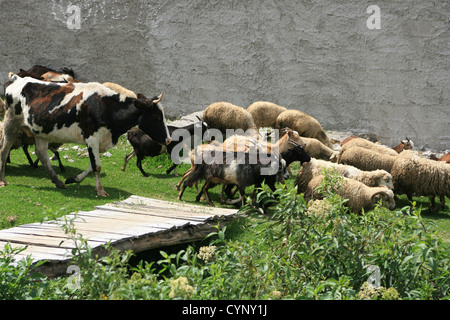 Herding domesticated goats in the rural indian countryside, Andhra ...